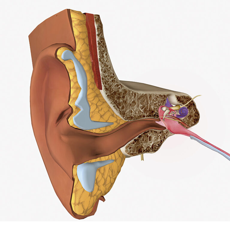 Ear, Nose and Throat - Coastal ENT